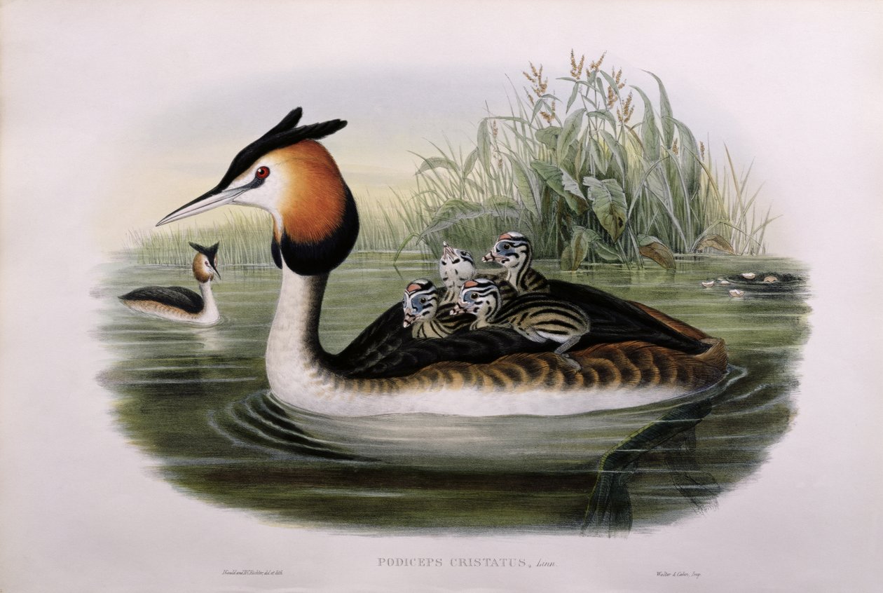 Great Crested Grebe by John Gould: Buy fine art print