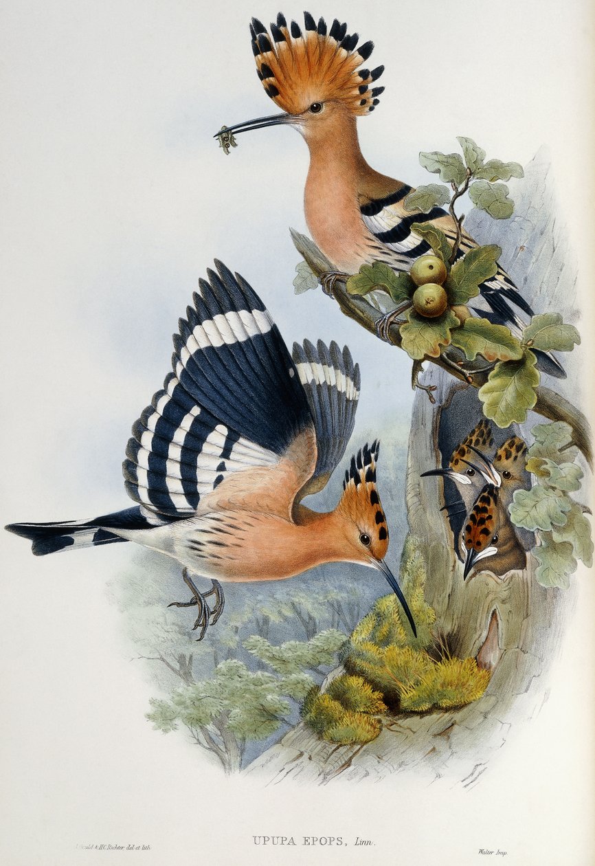 Upupa Epops by John Gould: Premium art reproduction
