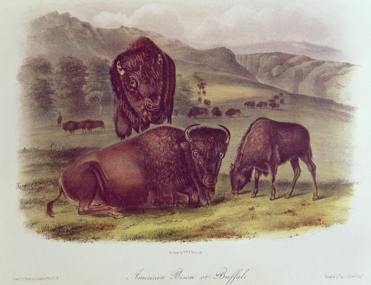 American Bison Bull Drawing