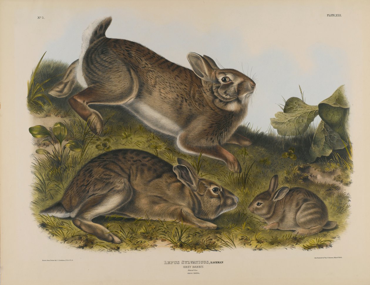 Grey Rabbit by John James Audubon: Buy fine art print