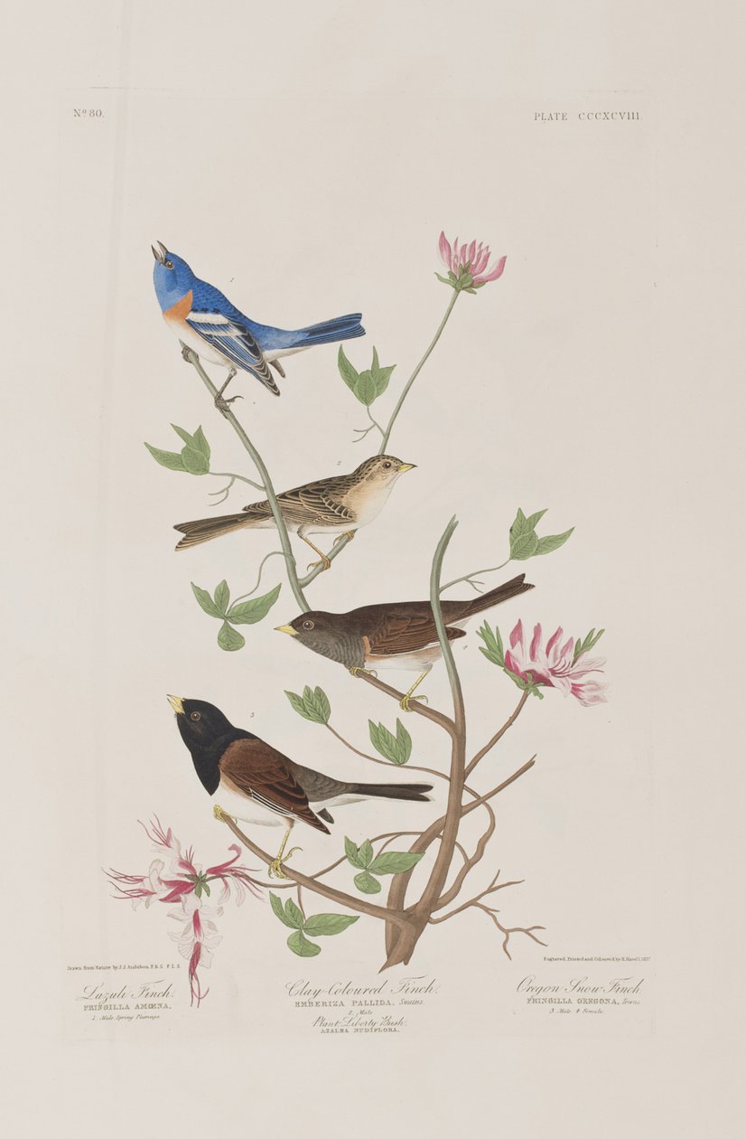 Illustration from 'Birds of America' by John James Audubon