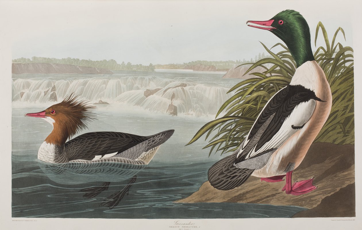 Illustration from 'Birds of America' by John James Audubon