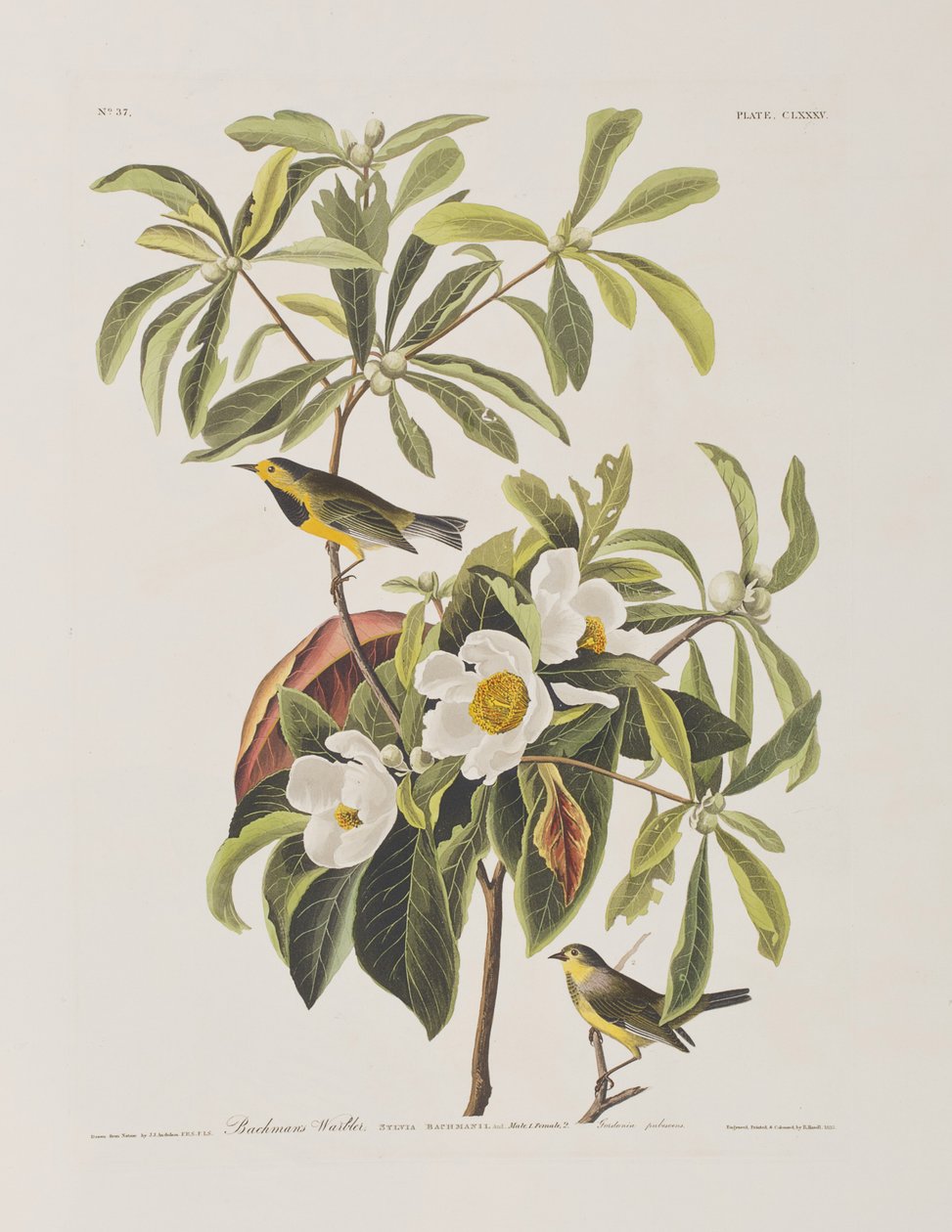 Illustration from 'Birds of America' by John James Audubon