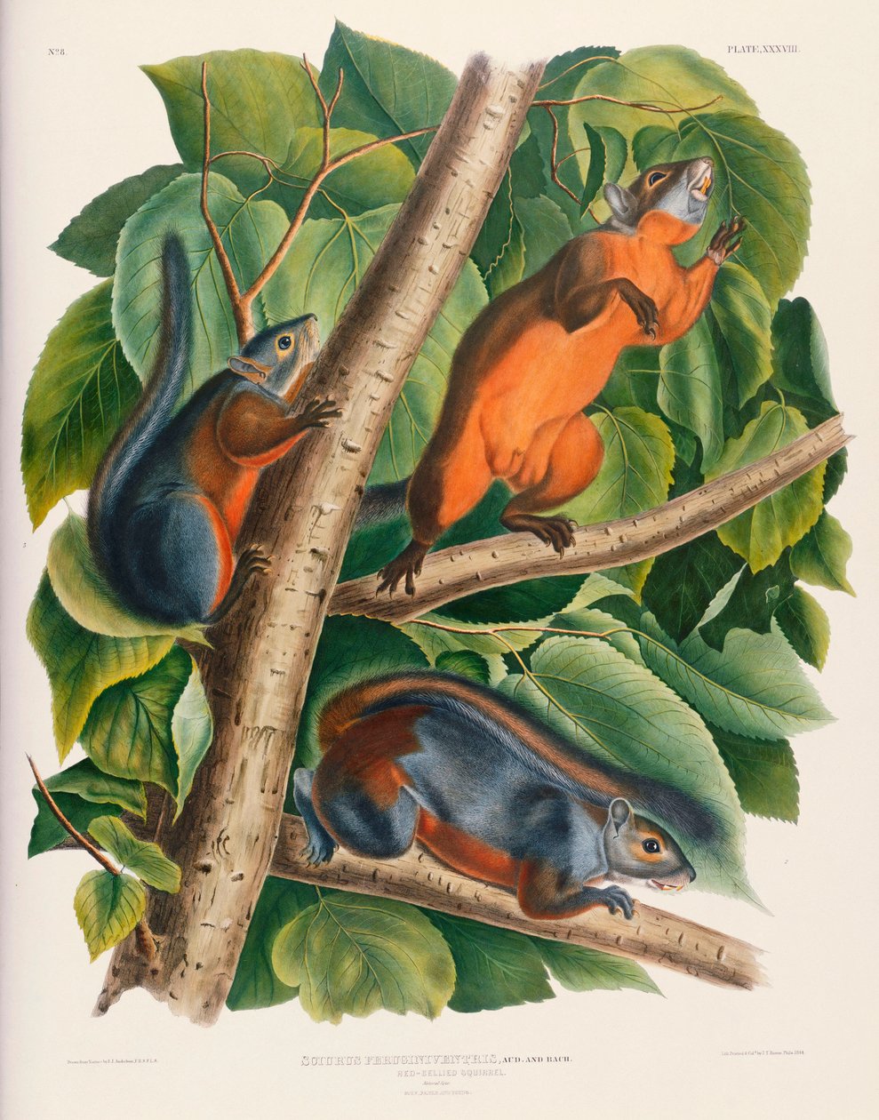Red-Bellied Squirrel by John James Audubon: Fine art print