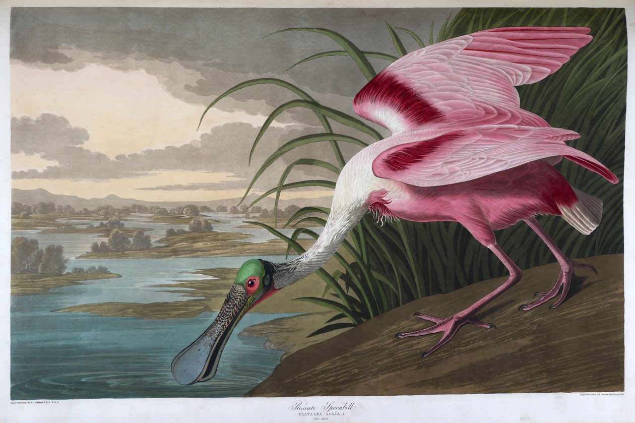 Roseate Spoonbill, Male Adult by John James Audubon