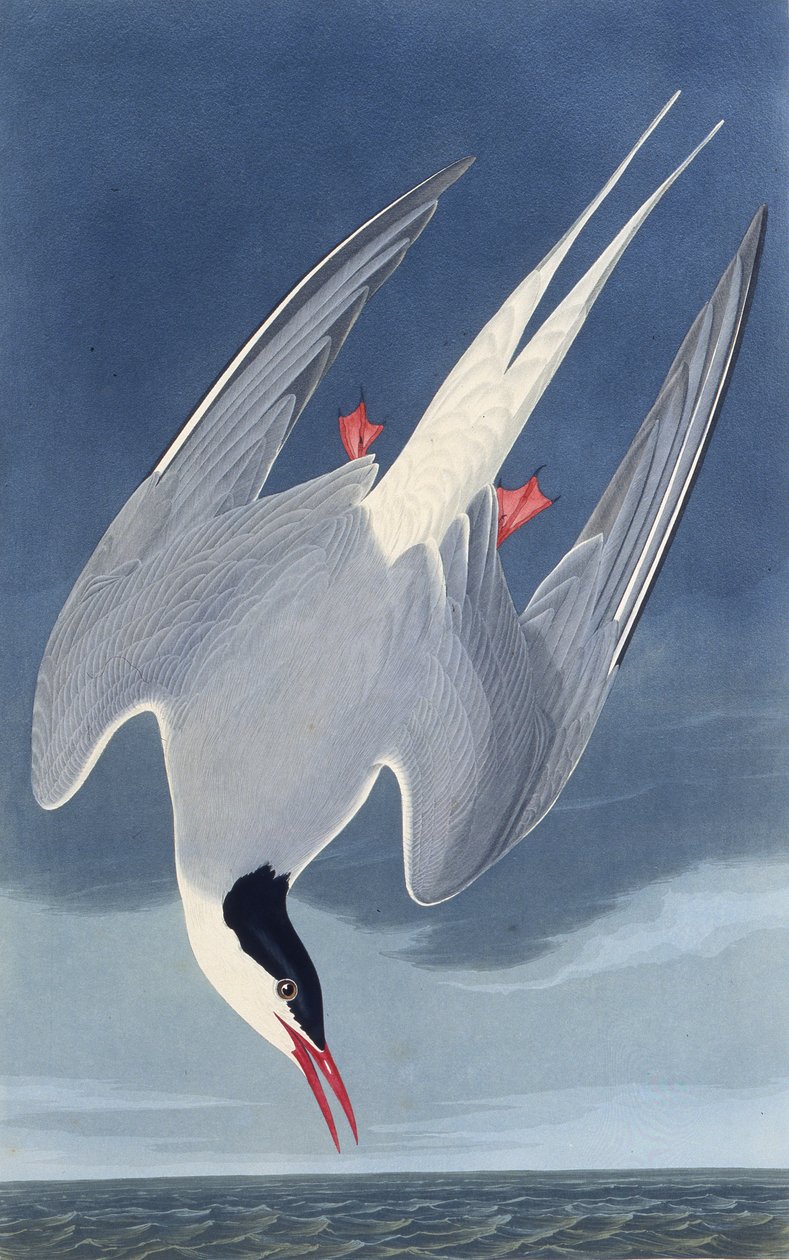 The Arctic tern. From The Birds of America