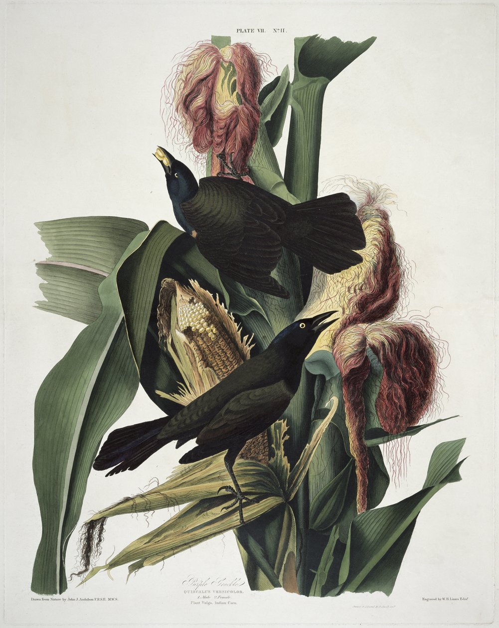 The Purple Grackle, from Birds of America, engraved by Robert Havell