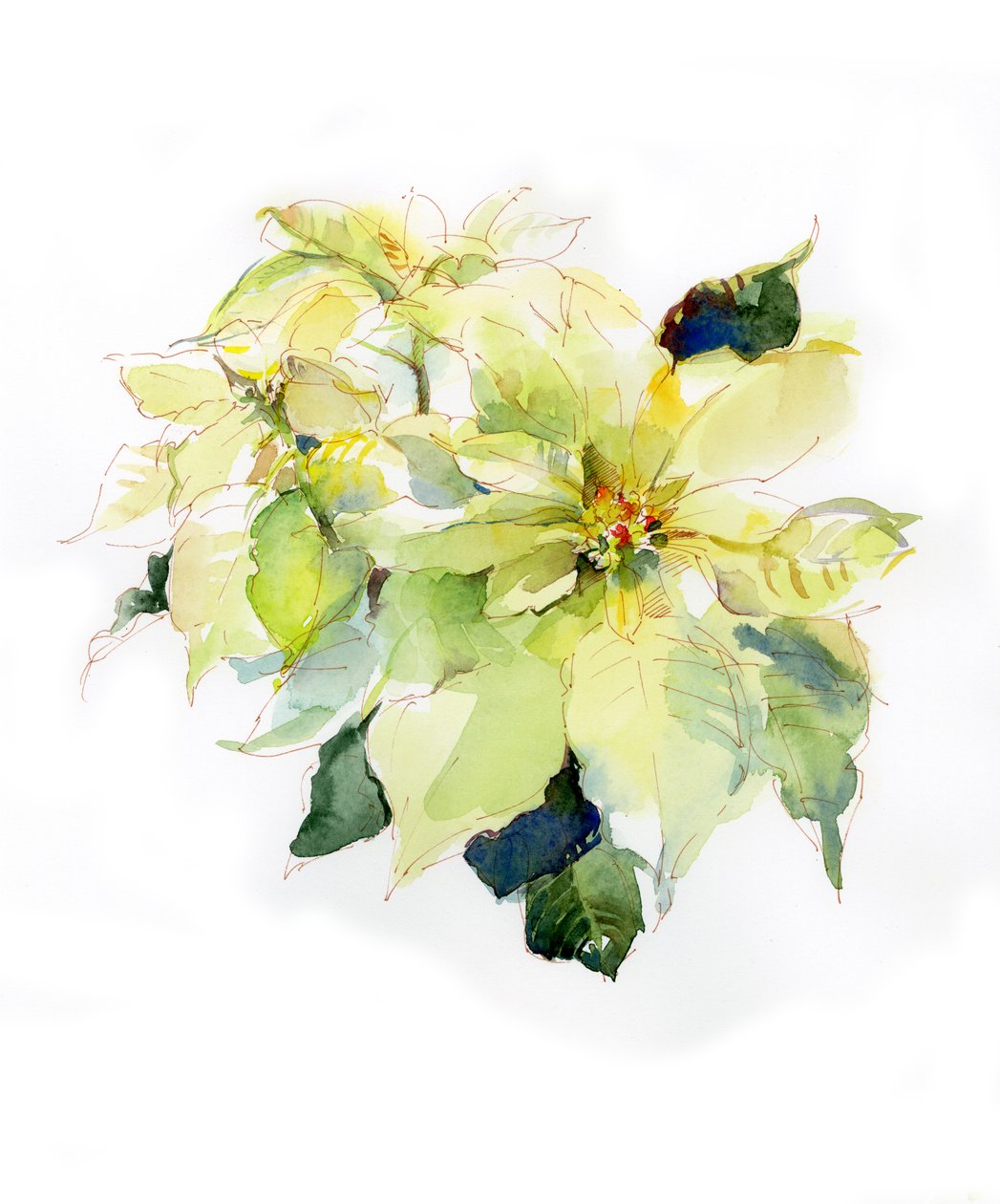 White Poinsettia by John Keeling: Buy fine art print