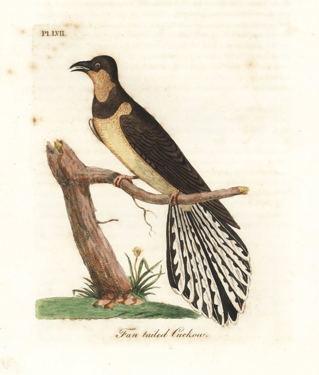 Fan-tailed cuckoo, Cacomantis flabelliformis (Fan-tailed cuckow ...