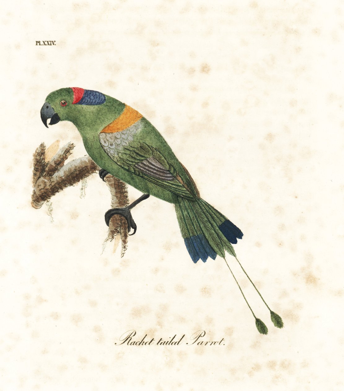 Golden-mantled Racket-tail, Prioniturus platurus. Handcoloured ...