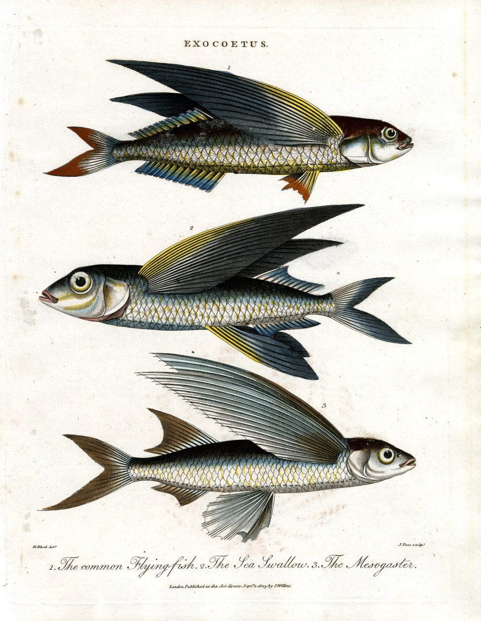 Exocoetus: Flying Fish by John Pass: Buy fine art print