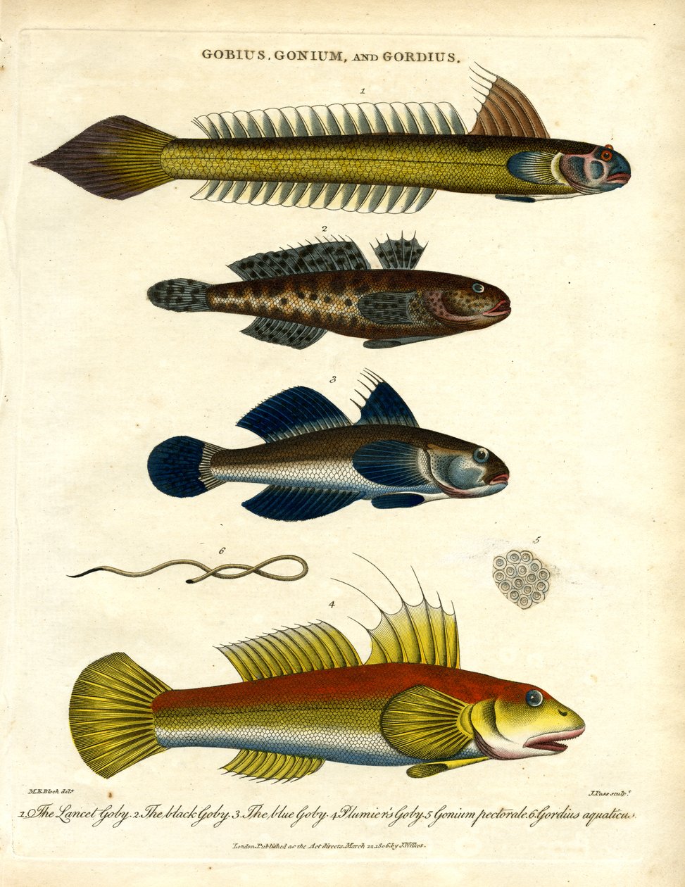 Gobies and Hairworm by John Pass: Buy fine art print