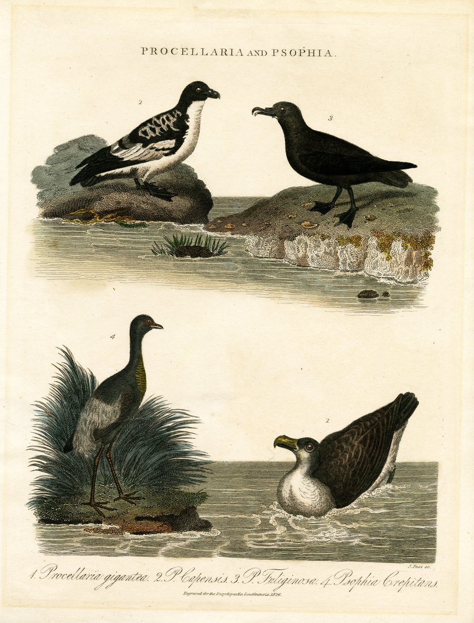 Petrels and Trumpeters by John Pass: Buy fine art print