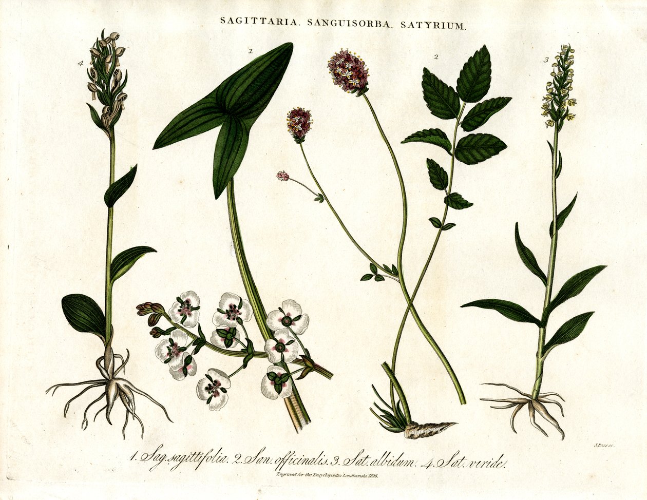 Sagittaria, Sanguisorba and Satyrium: Botanical Representation of ...