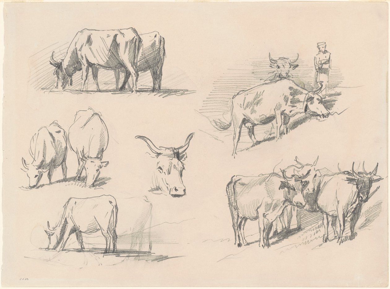 Studies of Cattle by John Singer Sargent: Fine art print