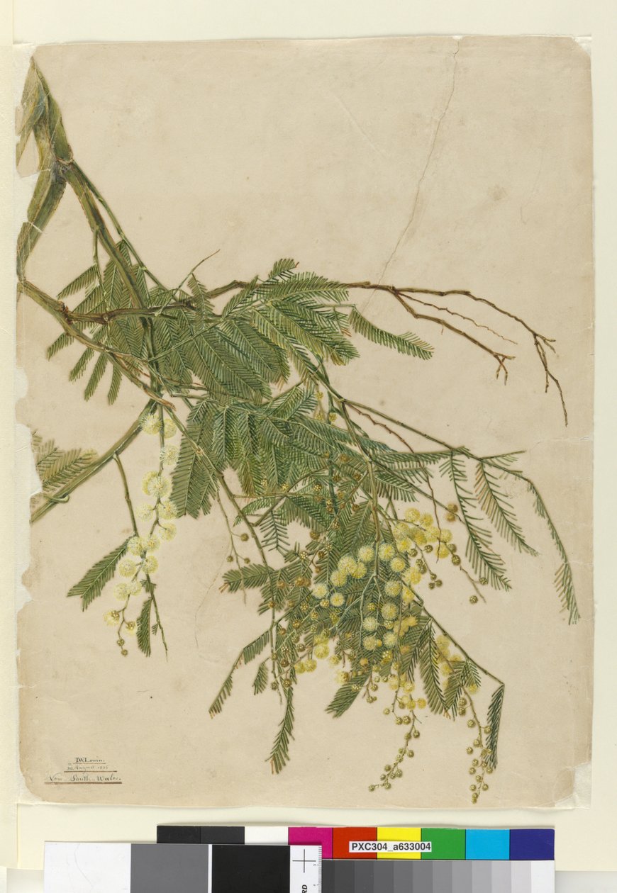 Acacia by John William Lewin: Buy fine art print