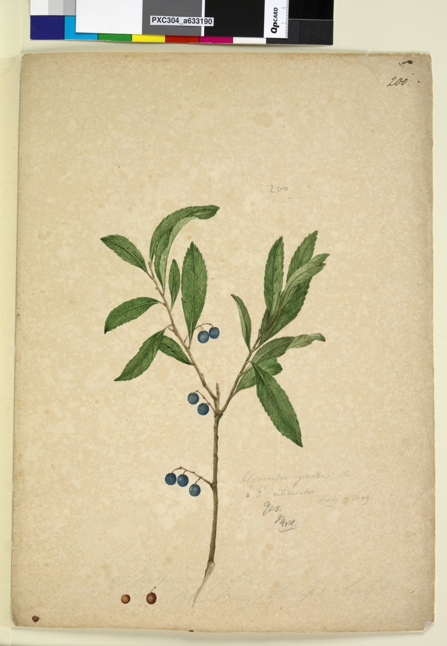Page 200. Elaeocarpus reticulatus by John William Lewin