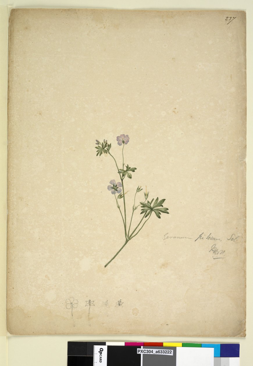 Page 237. Geranium pilosum by John William Lewin
