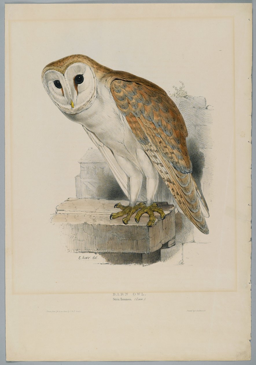 Strix Flammea - Barn Owl by John after Gould