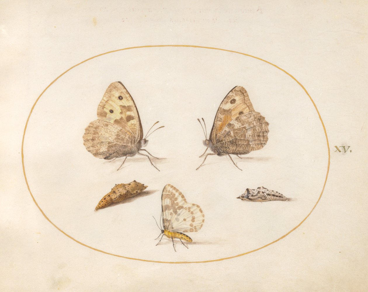 Grayling Butterfly, Magpie Moth, and Two Chrysalides (Plate 15)