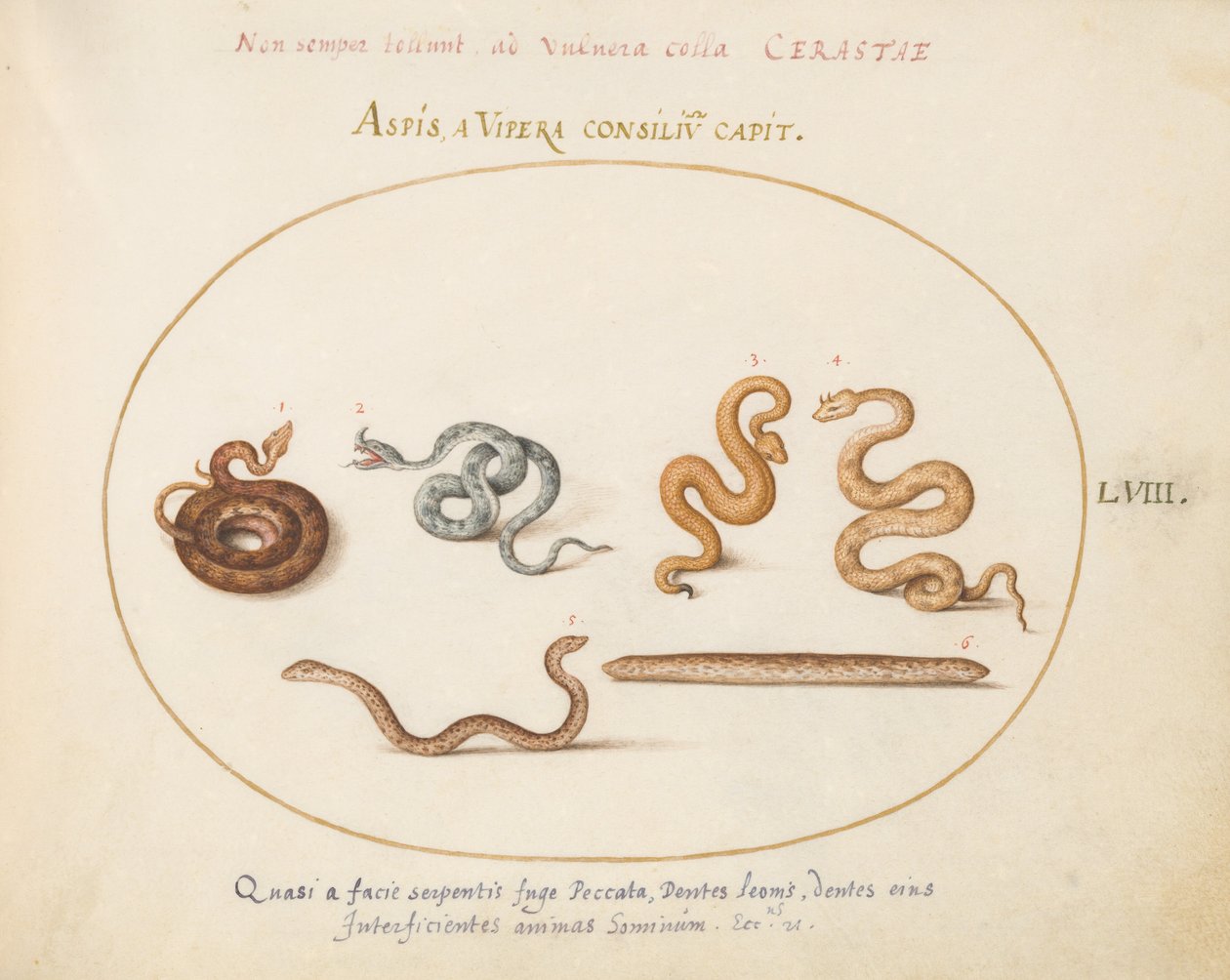 Plate 58: Asps and Vipers by Joris Hoefnagel