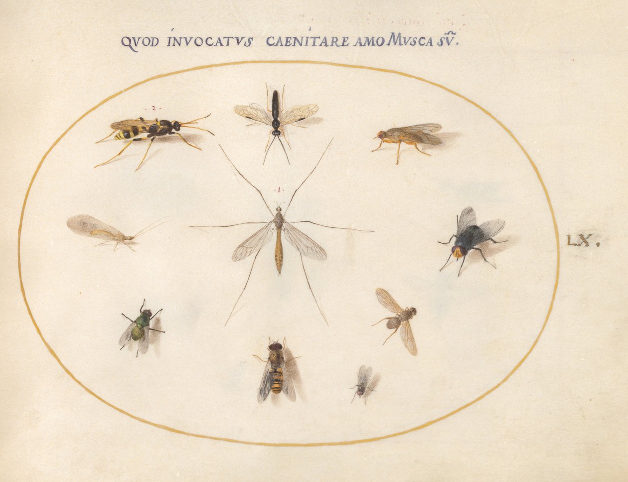 Flies and Other Insects by Joris Hoefnagel: Fine art print