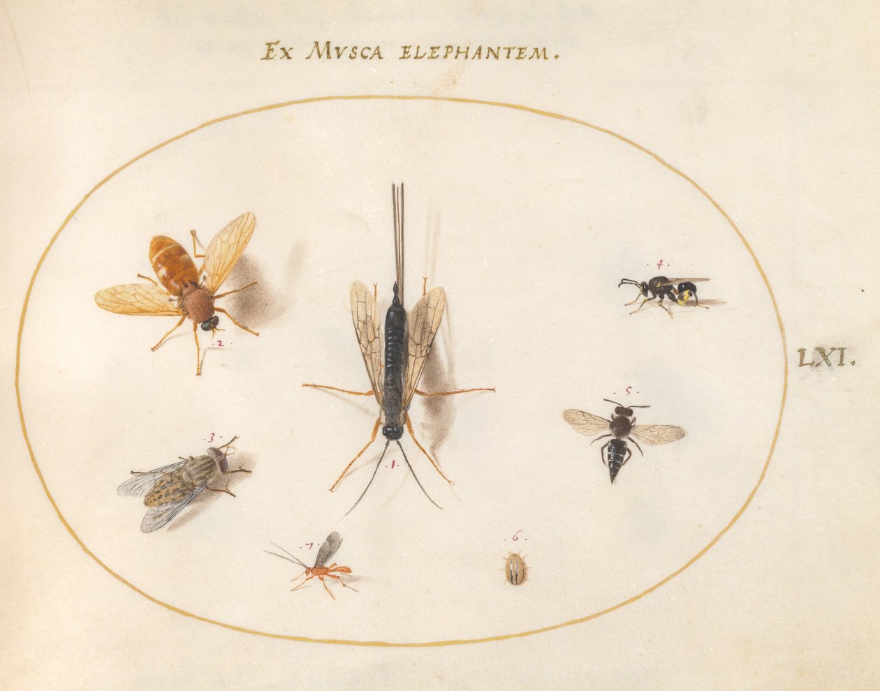 Plate 61: Seven Insects, Including Flies by Joris Hoefnagel