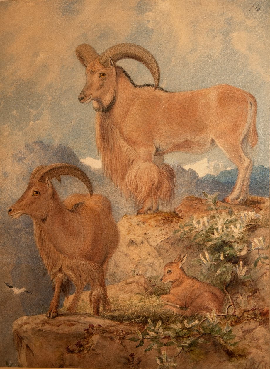 Barbary Wild Sheep by Joseph Wolf: Buy fine art print
