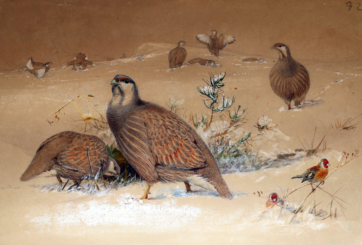 Caspian Snow-partridge (Tetraogallus caspius), 1852-54