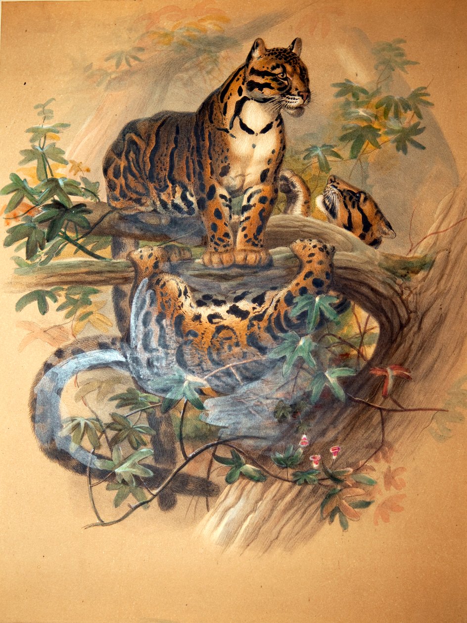 Clouded Leopard by Joseph Wolf: Premium art reproduction