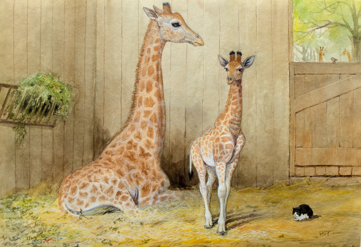 Giraffe and Young by Joseph Wolf: Buy fine art print