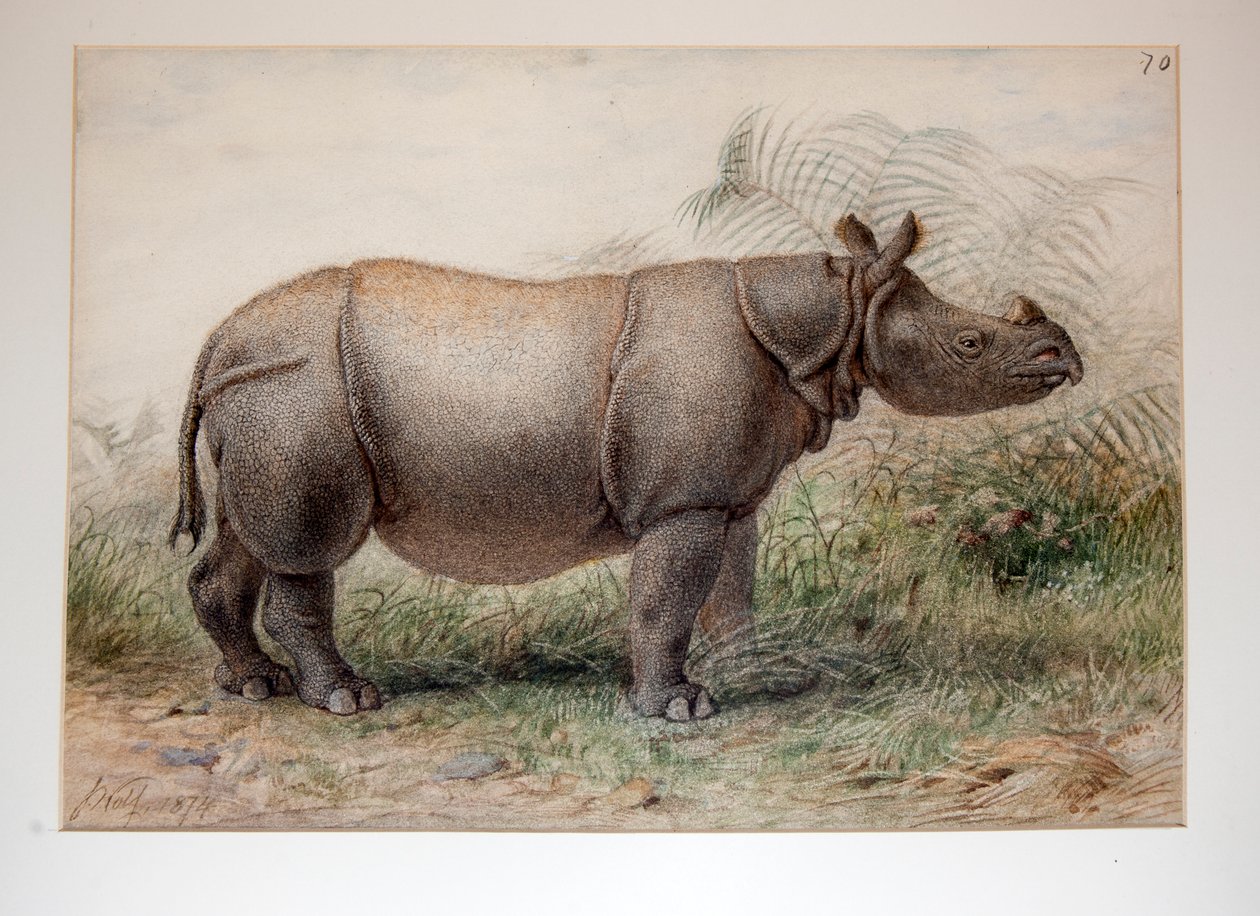 Javan Rhinoceros by Joseph Wolf: Buy fine art print
