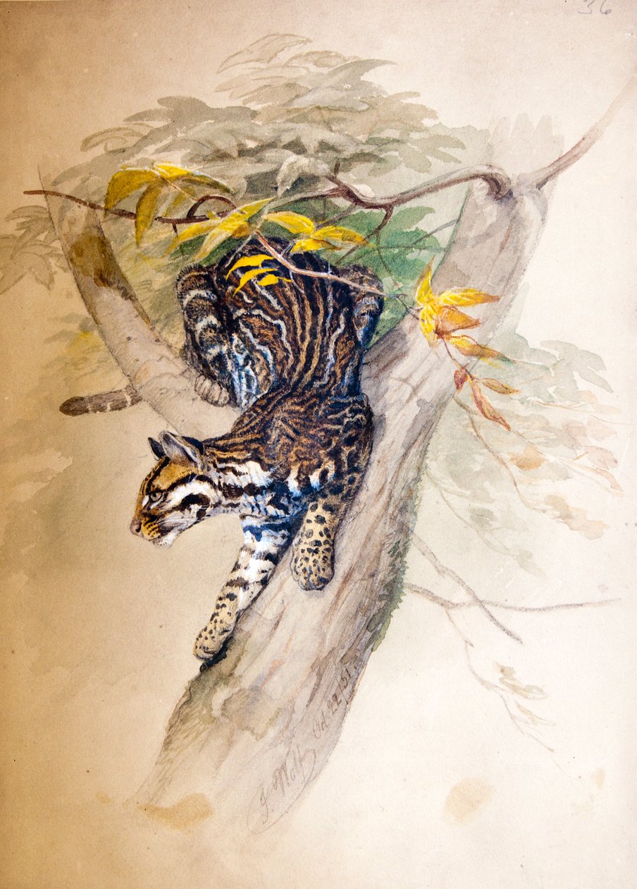 Ocelot, 1851-52 by Joseph Wolf: Buy fine art print