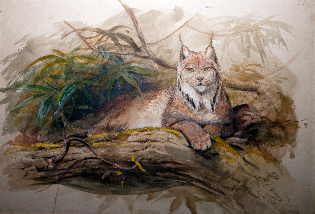 The Canadian Lynx, 1852 by Joseph Wolf: Buy fine art print