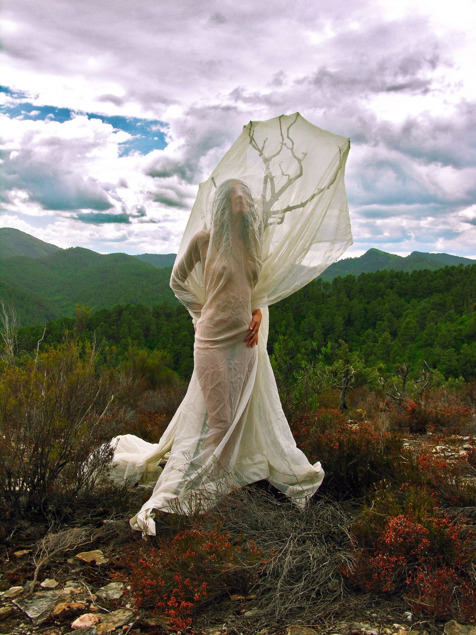 Tree by Joseph Angilella Auquier: Buy fine art print