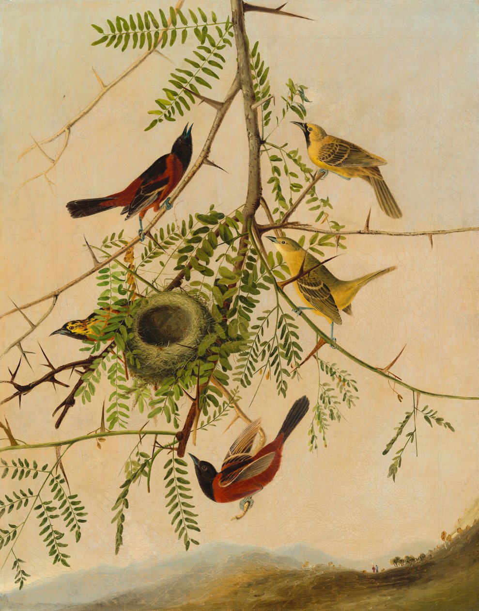 Orchard Oriole by Joseph Bartholomew Kidd: Fine art print