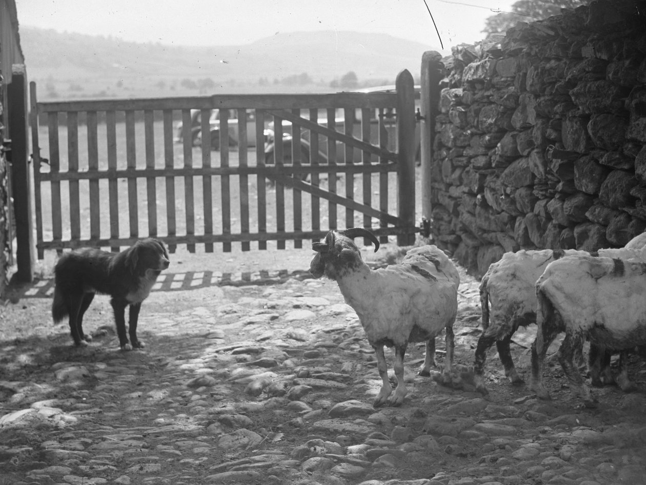 Dog Watching Shorn Sheep by Joseph Hardman: Fine art print
