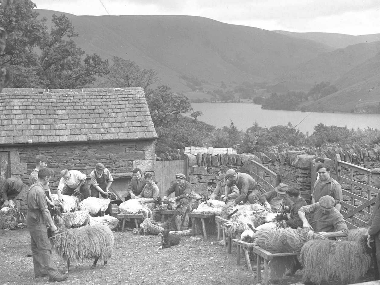 Men Shearing Sheep on Benches by Joseph Hardman