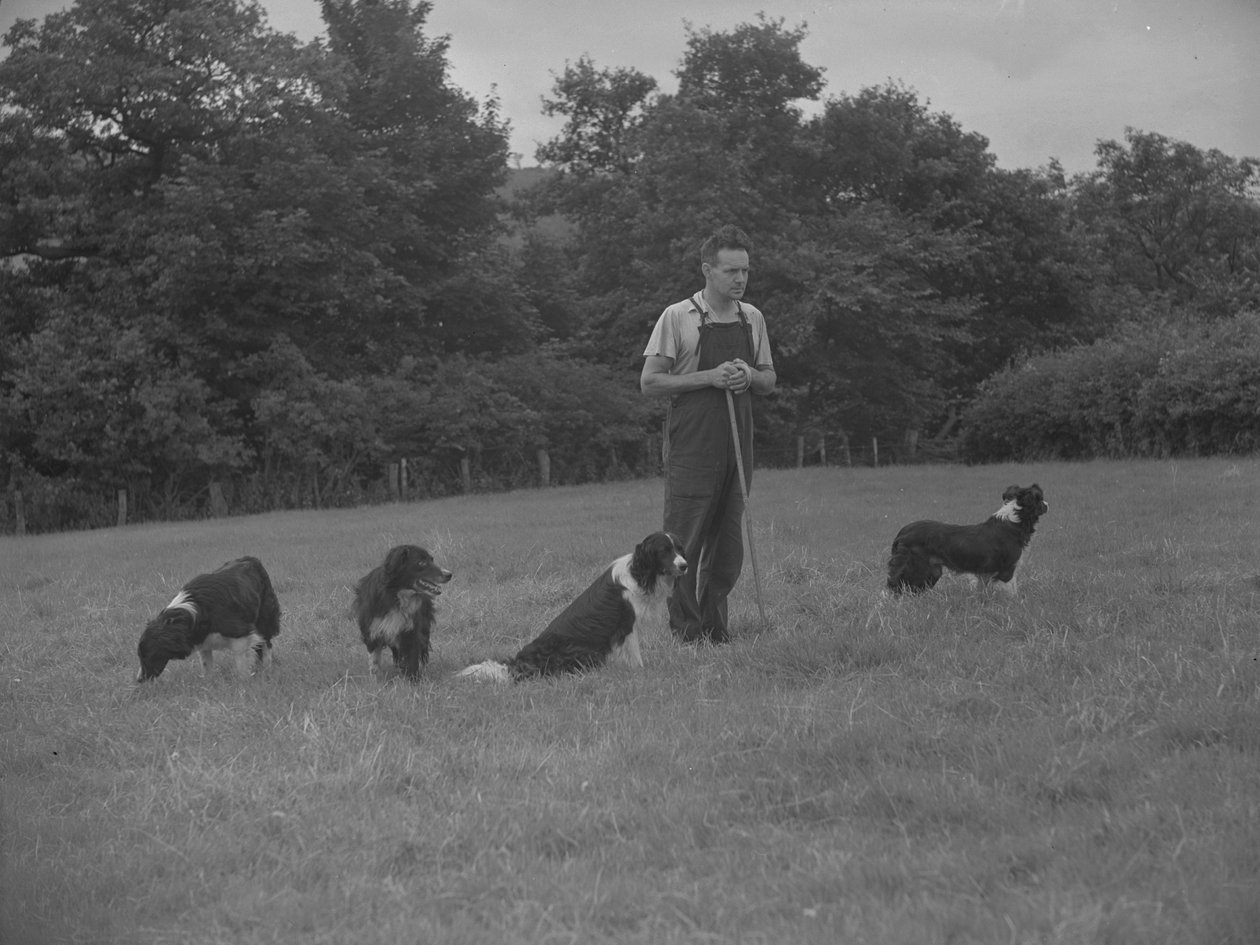 Shepherd and Four Dogs by Joseph Hardman: Fine art print