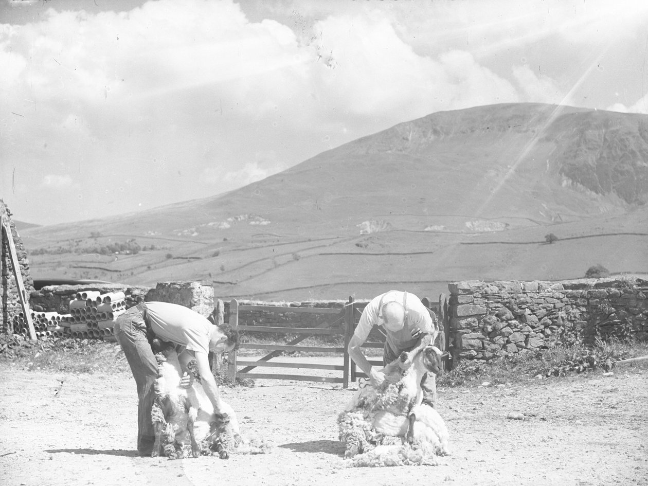 Two sheep being clipped by hand at Thirlmere