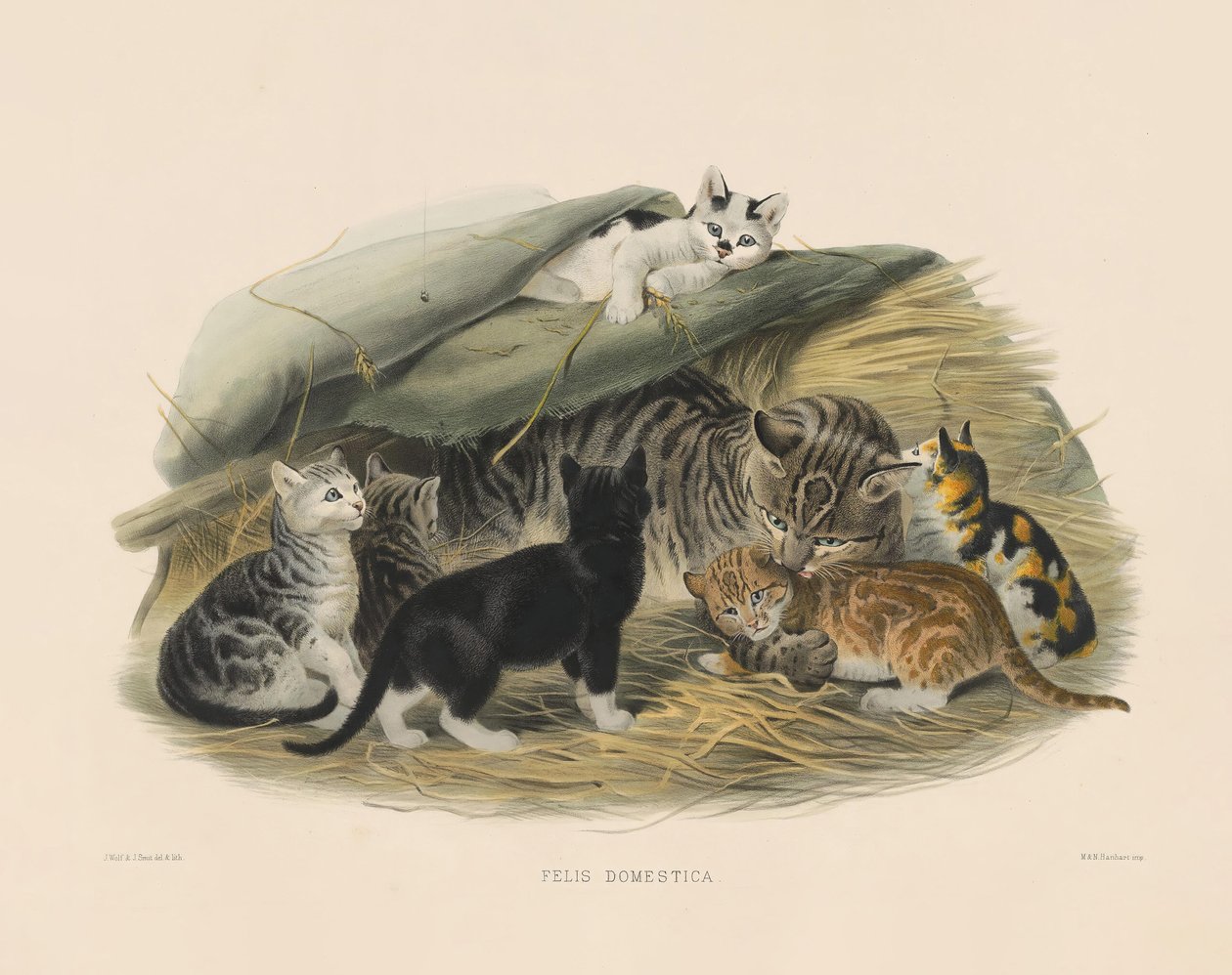 Domestic Cat with Kittens by Joseph Wolf: Fine art print