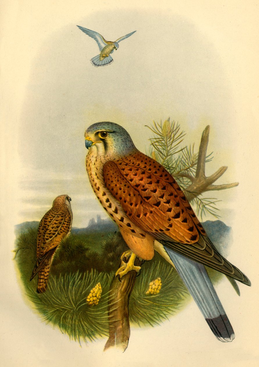 Kestrel by Joseph Wolf: Premium art reproduction