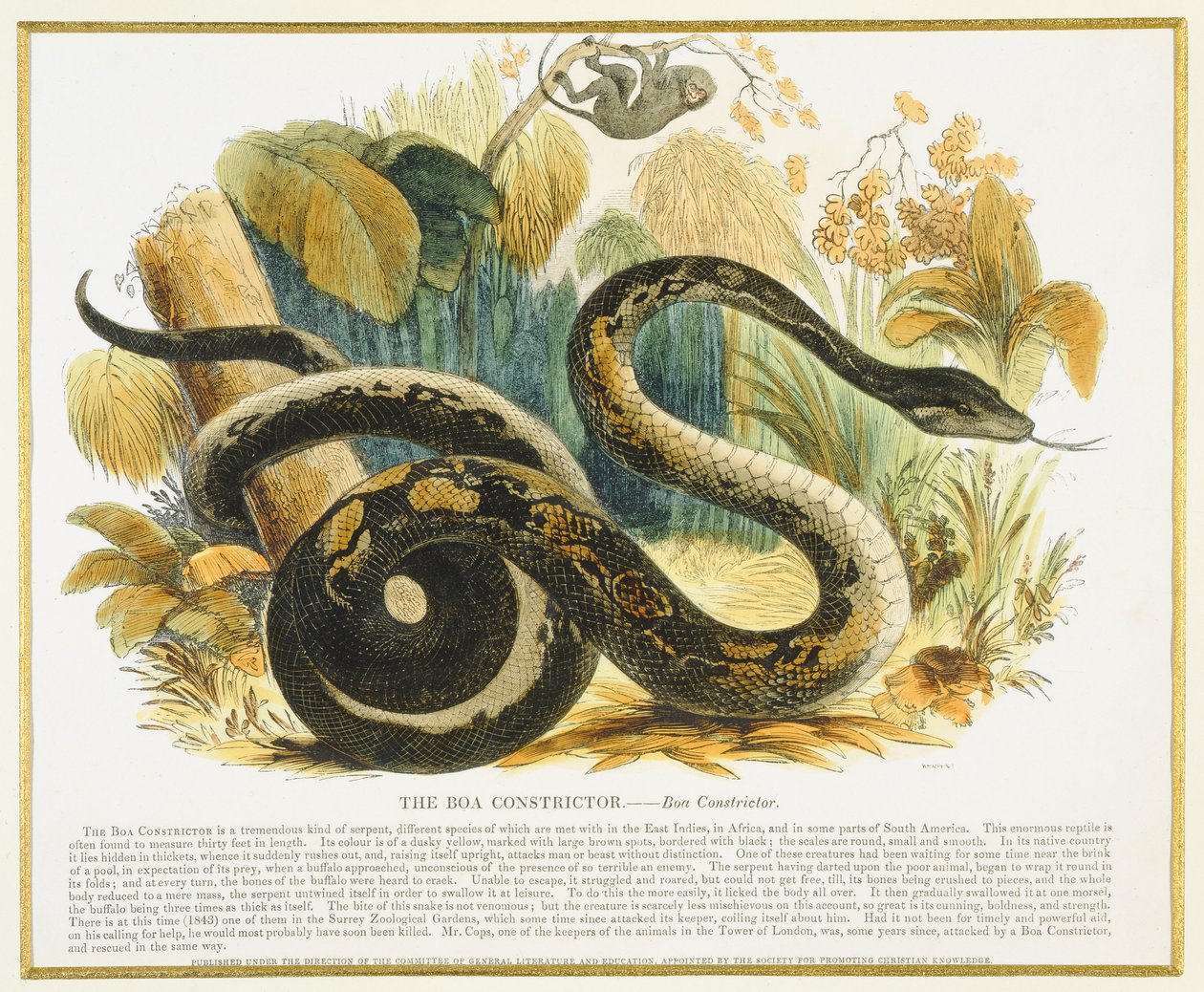 The Boa Constrictor, educational illustration published by the Society ...