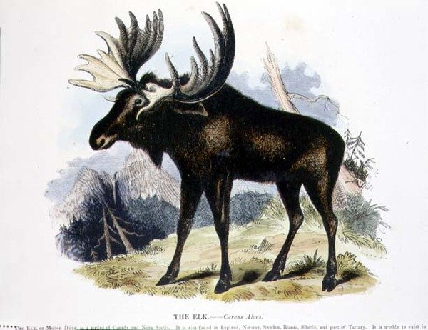 The Elk (Cervus alces) educational illustration