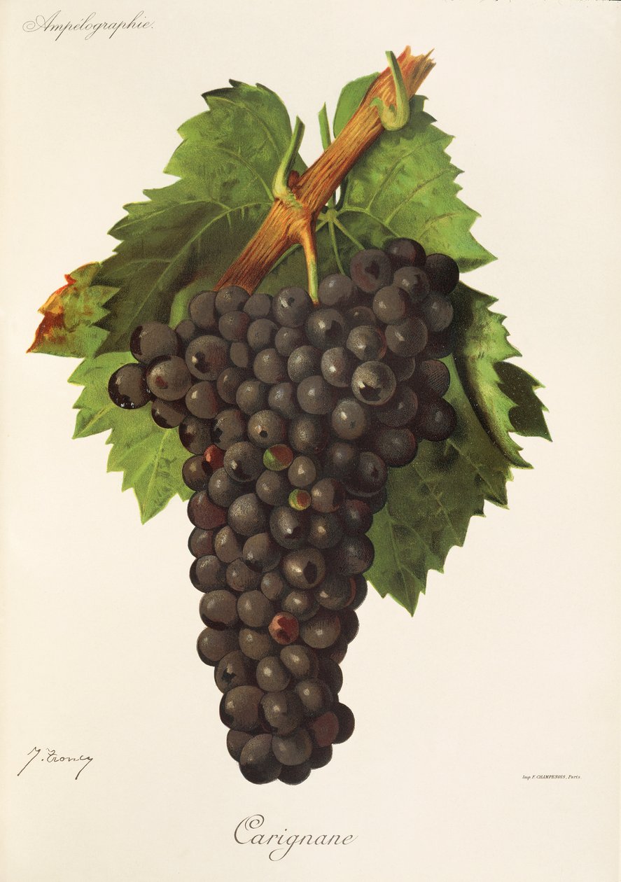 Carignane grape by Jules Troncy: Buy fine art print