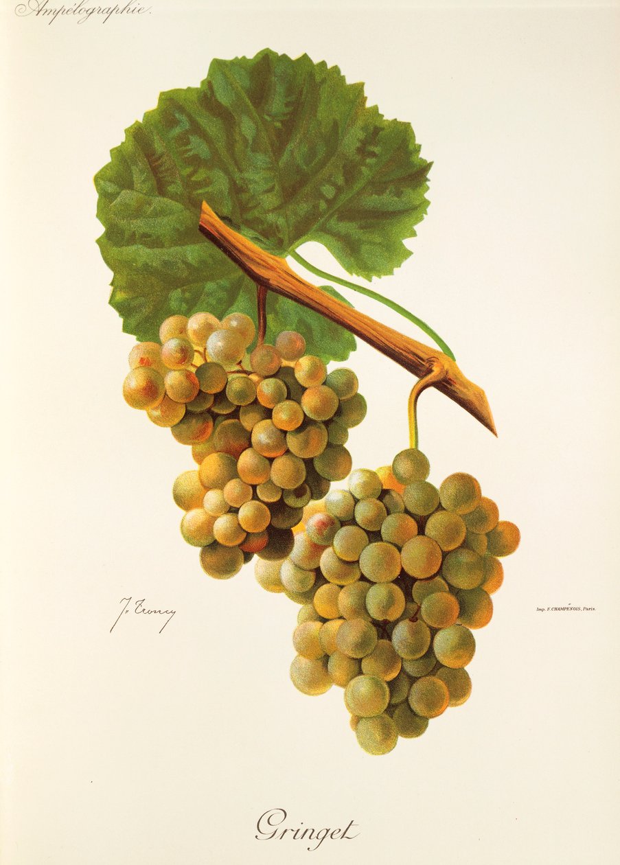Gringet grape by Jules Troncy: Buy fine art print