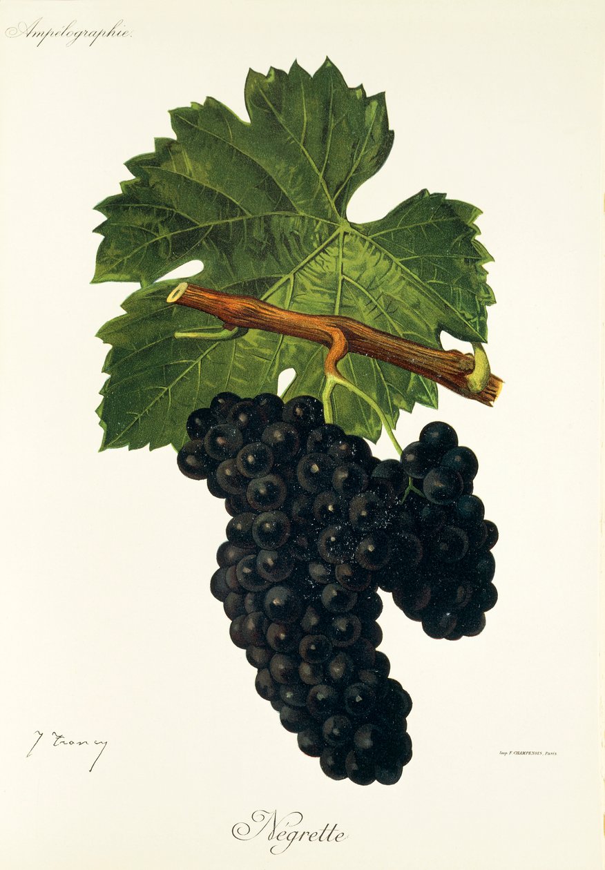 Negrette grape by Jules Troncy: Buy fine art print