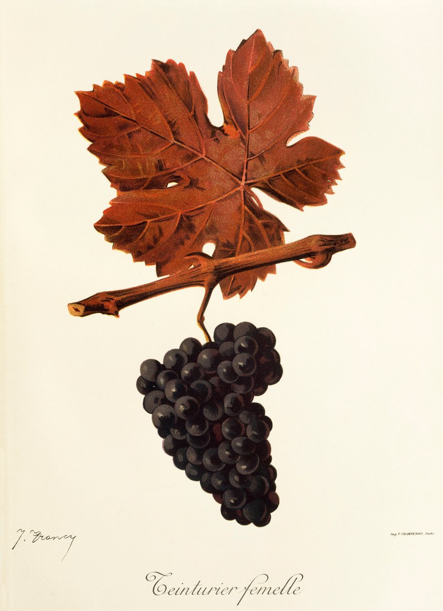 Teinturier Femelle grape by Jules Troncy: Fine art print