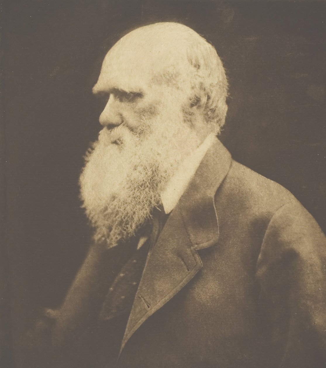 Charles Darwin by Julia Margaret Cameron: Fine art print