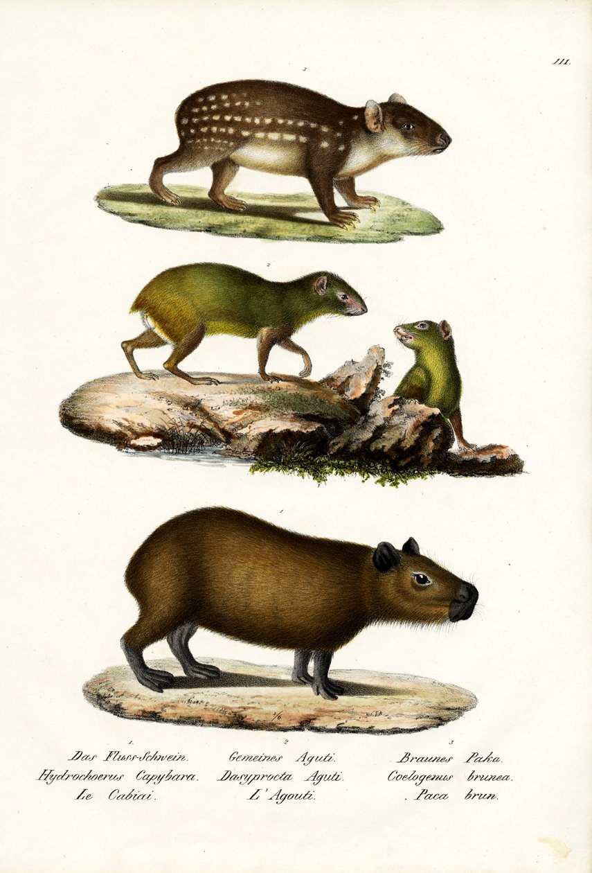 Capybara by Karl Joseph Brodtmann: Buy fine art print